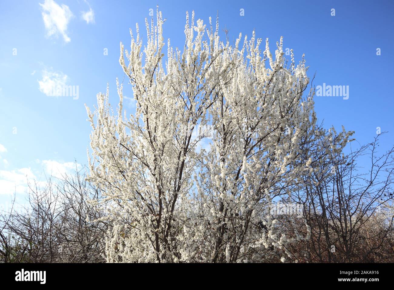 Photo of amazing spring white flowers on a nice sunny day in the ...