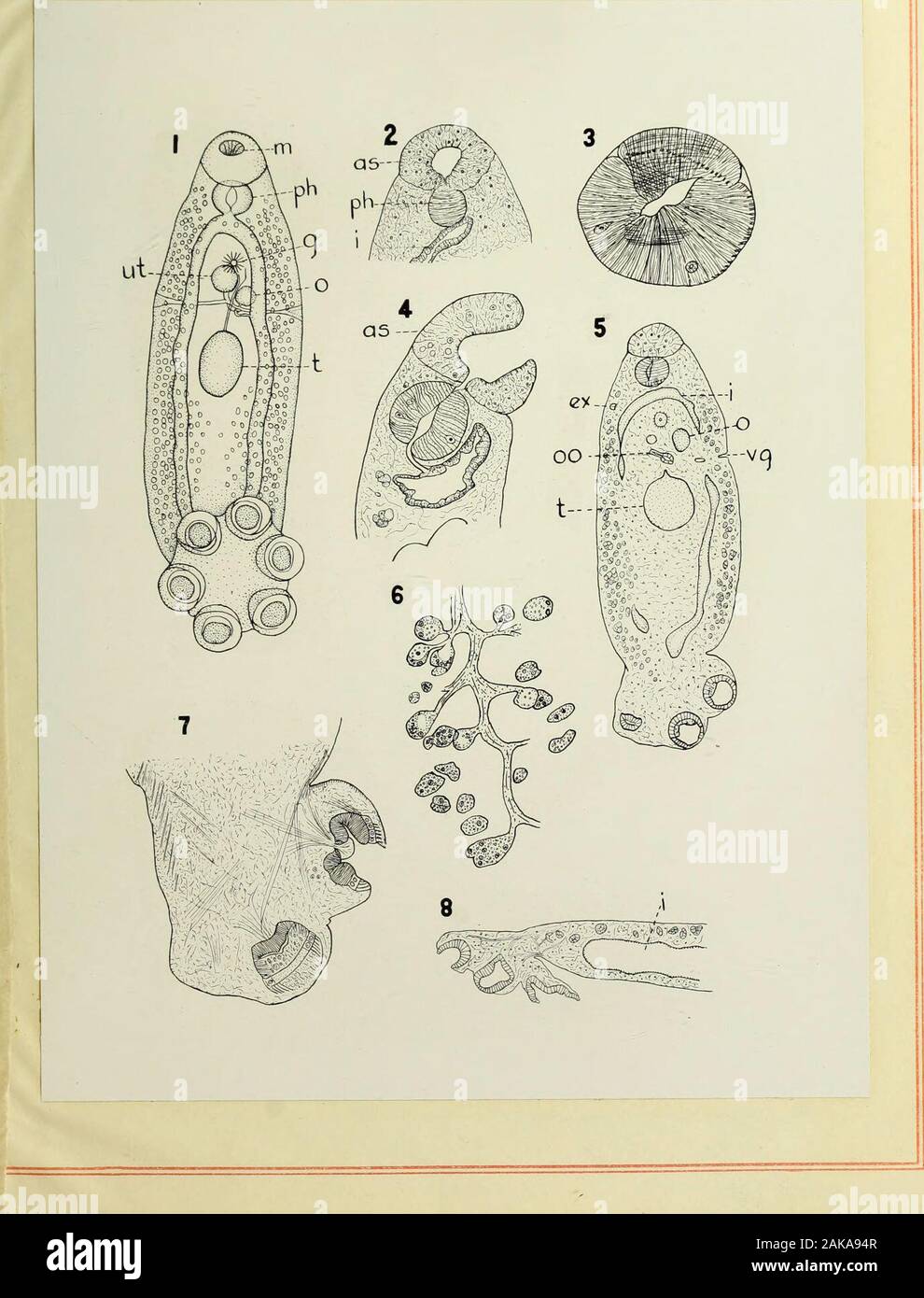 Studies on North American Polystomidae, Aspidogastridae and ...