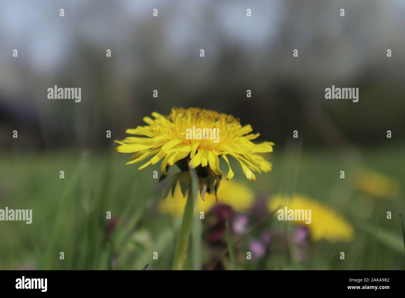 Hd flowers wallpaper hi-res stock photography and images - Alamy