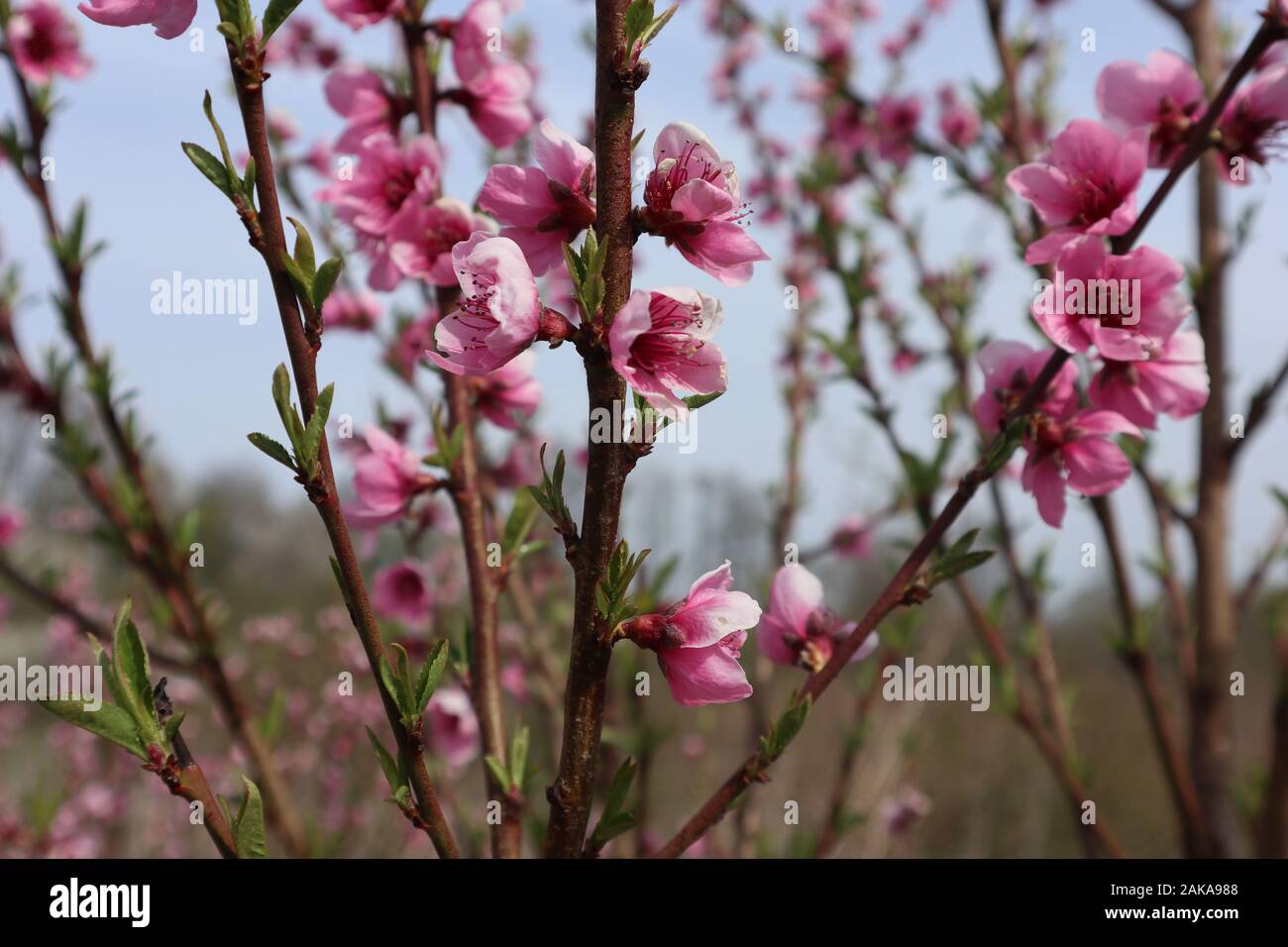 Beautiful pink flowers in the nature walk Stock Photo - Alamy