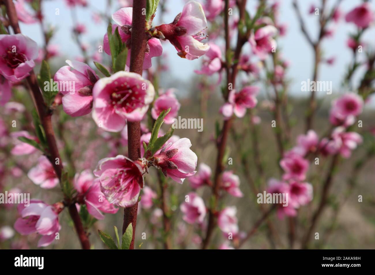 Beautiful pink flowers in the nature walk Stock Photo - Alamy