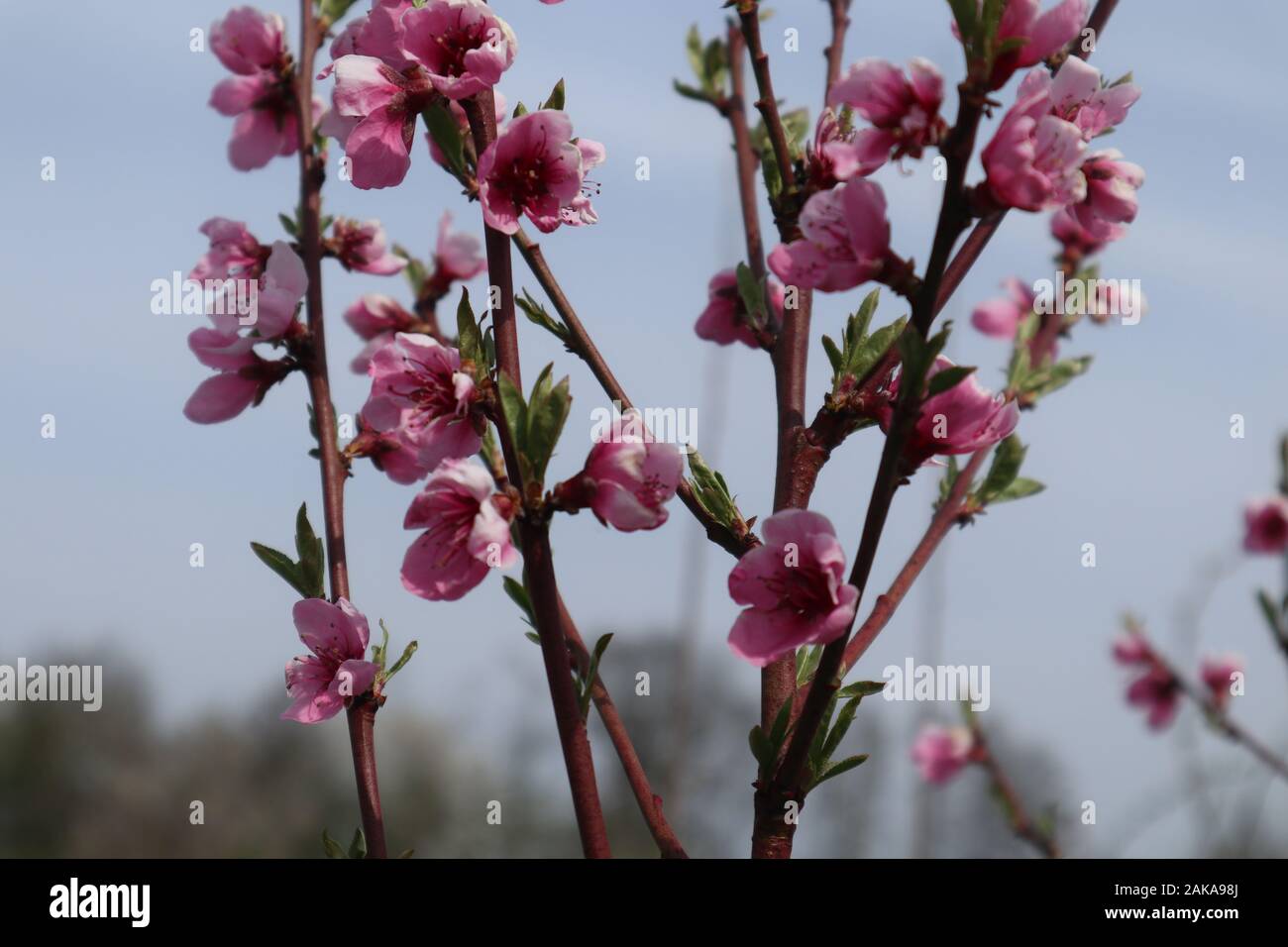 Beautiful pink flowers in the nature walk Stock Photo - Alamy