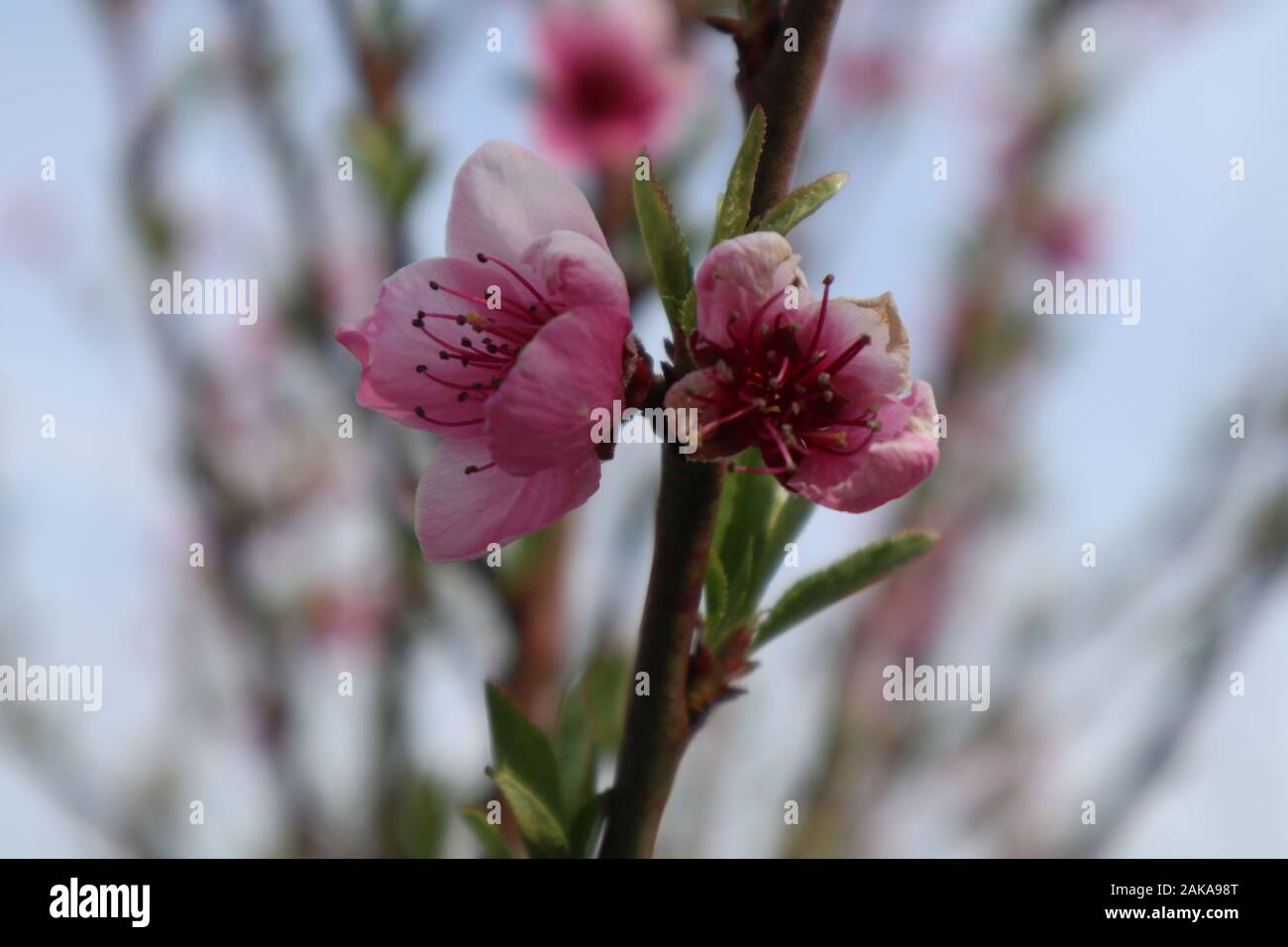 Beautiful pink flowers in the nature walk Stock Photo - Alamy