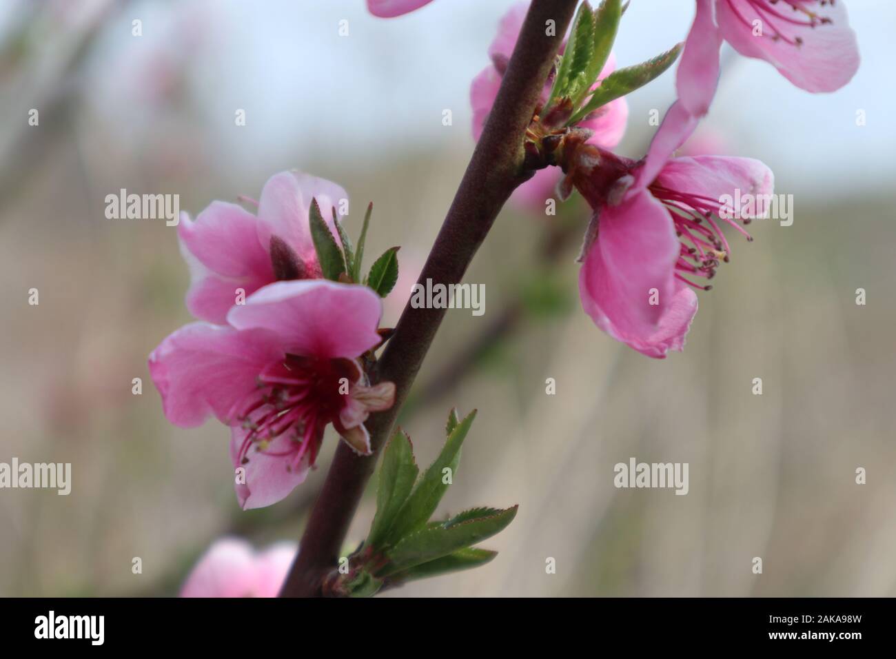 Beautiful pink flowers in the nature walk Stock Photo - Alamy