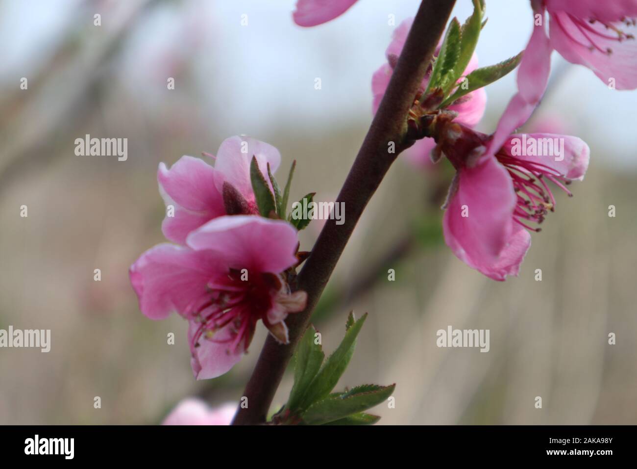 Beautiful pink flowers in the nature walk Stock Photo - Alamy