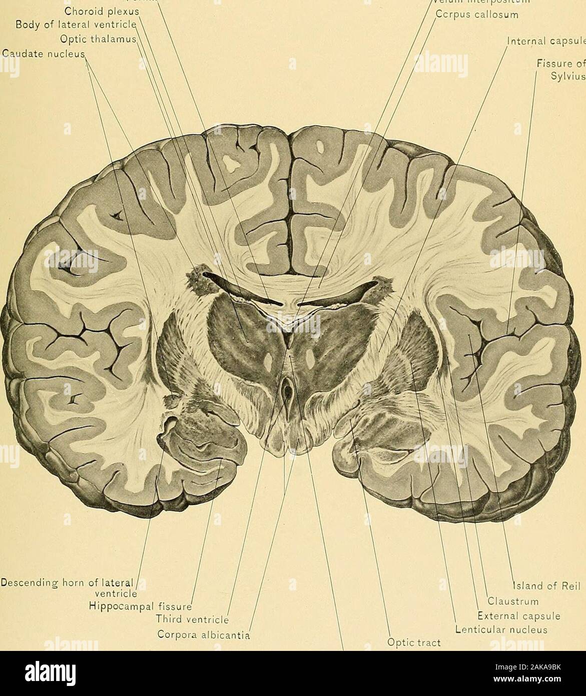 Aqueduct of sylvius hi-res stock photography and images - Alamy