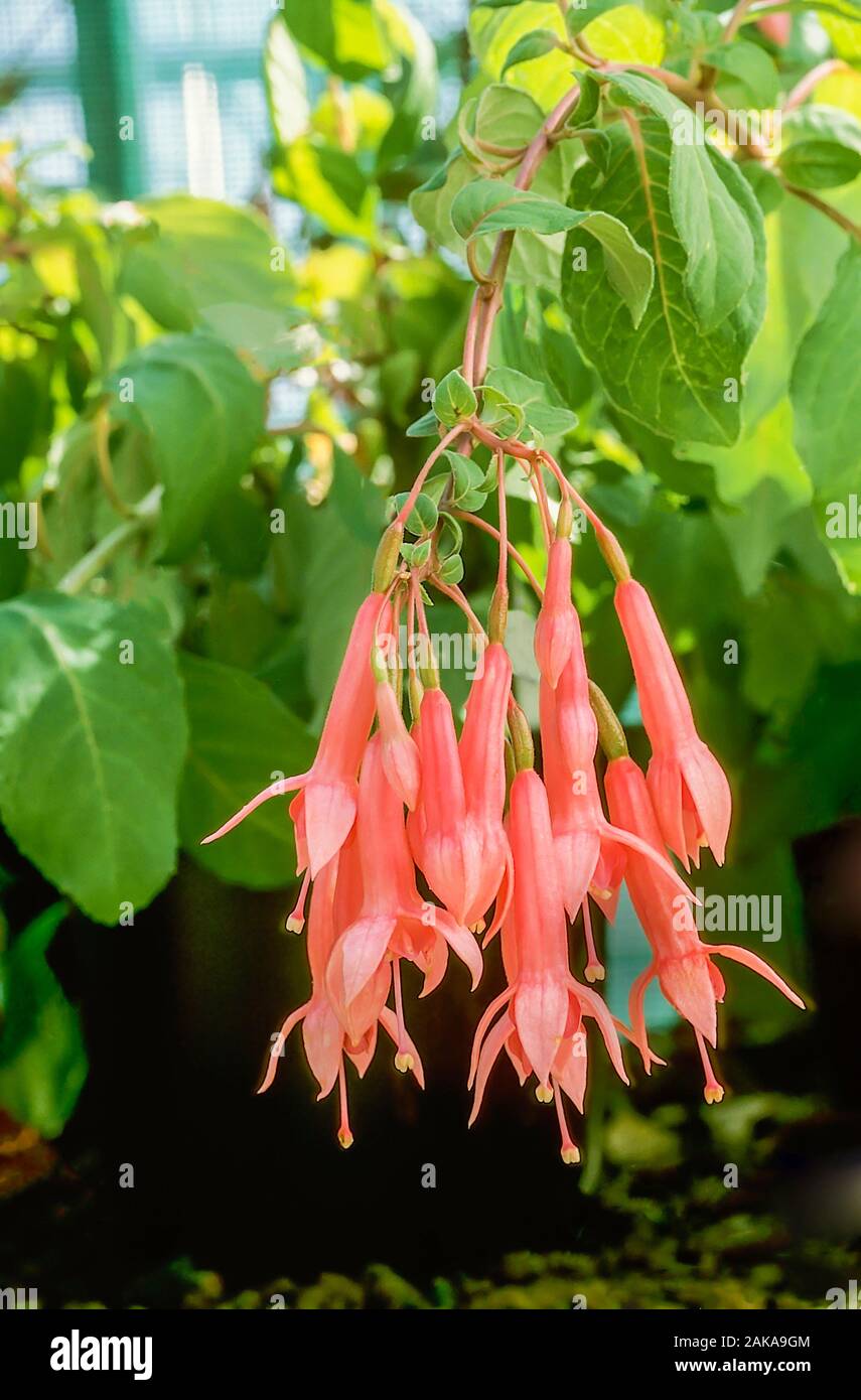 Fuchsia Billy Green a deciduous upright fuchsia of the Triphylla group ...