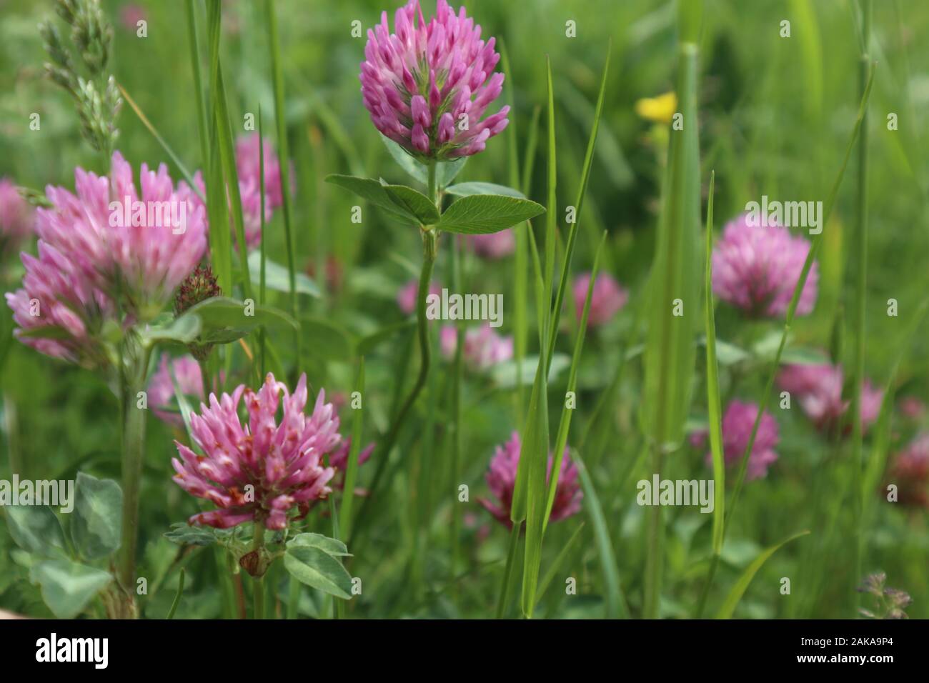 Beautiful pink flowers in the nature walk Stock Photo - Alamy
