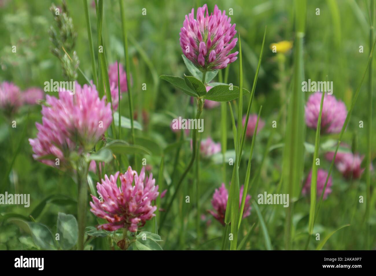 Beautiful pink flowers in the nature walk Stock Photo - Alamy