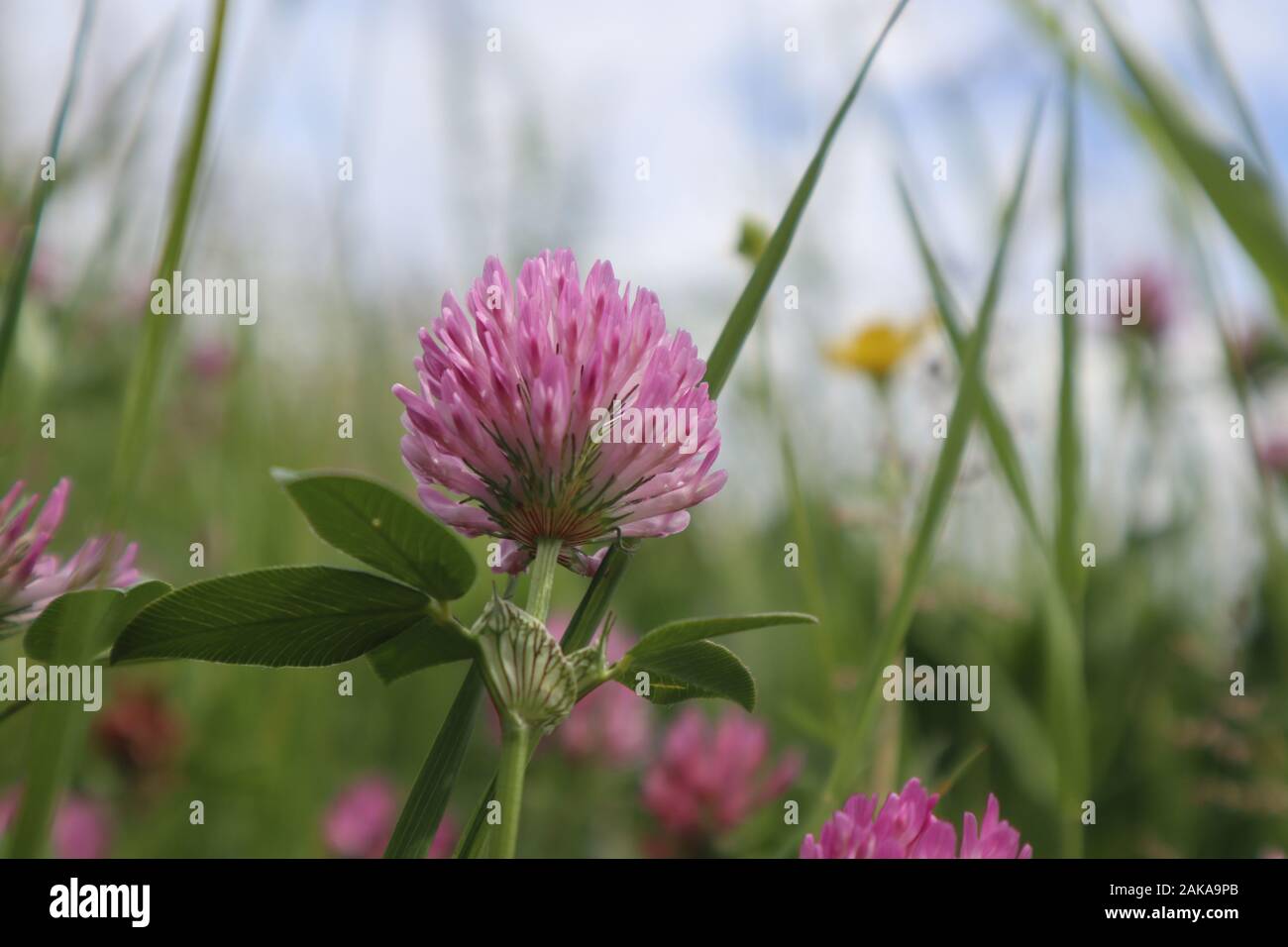 Beautiful pink flowers in the nature walk Stock Photo - Alamy