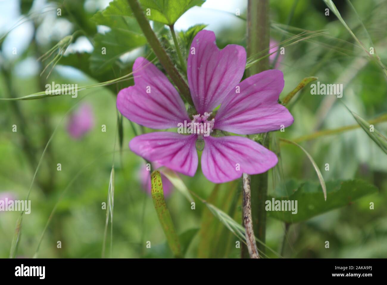 Photography nature background hd hi-res stock photography and images ...