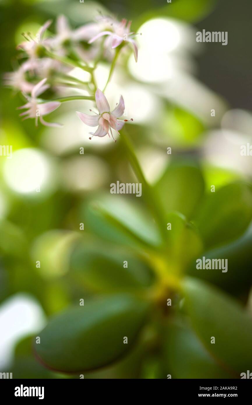 Money plant houseplant hi-res stock photography and images - Alamy