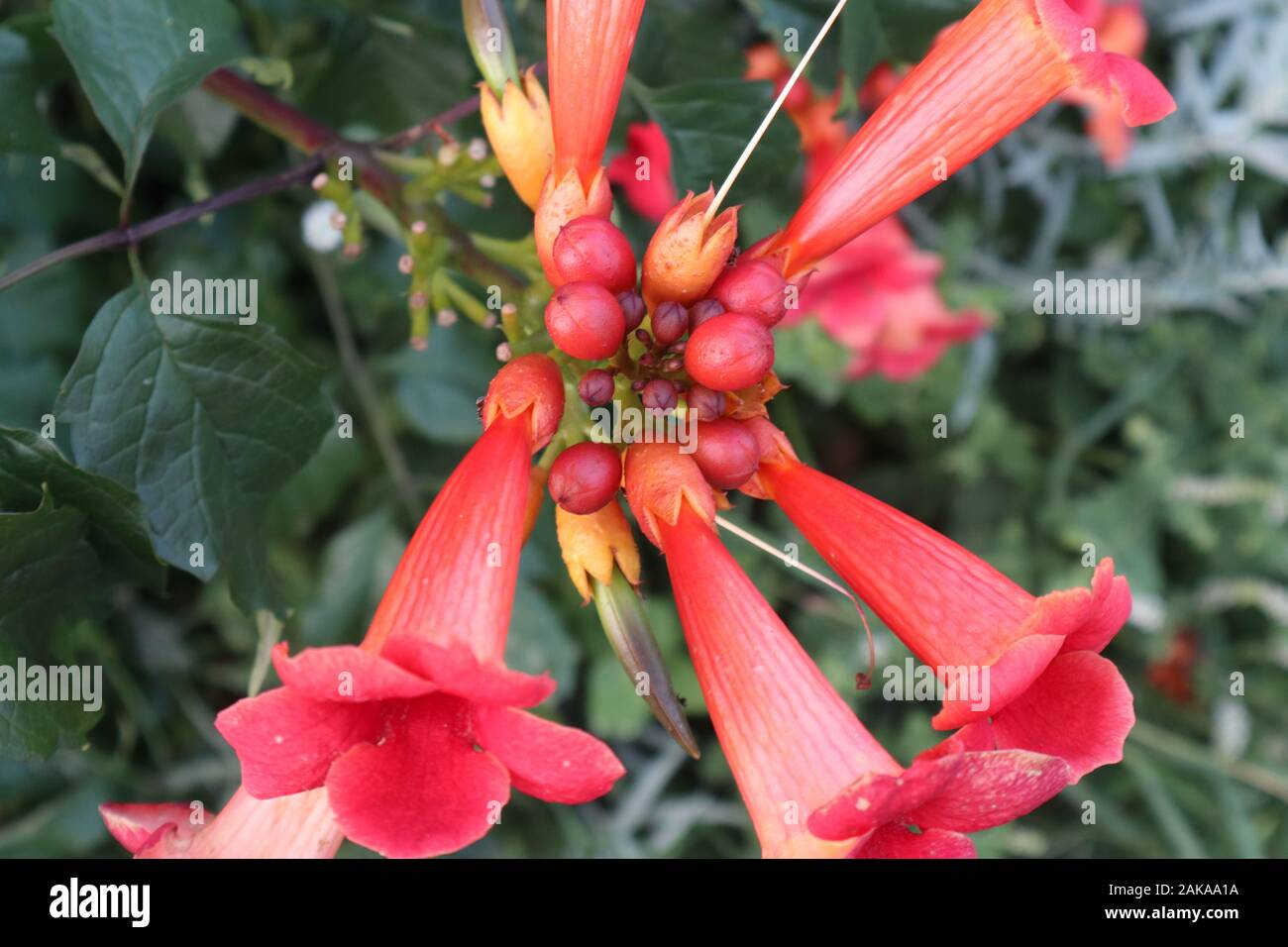 beautiful red flowers in the garden Stock Photo - Alamy