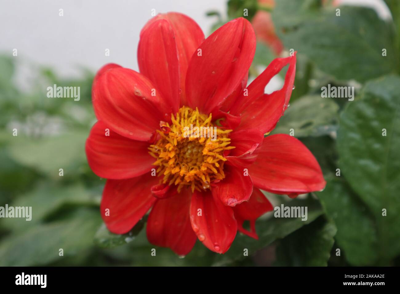 beautiful red flowers in the garden Stock Photo - Alamy