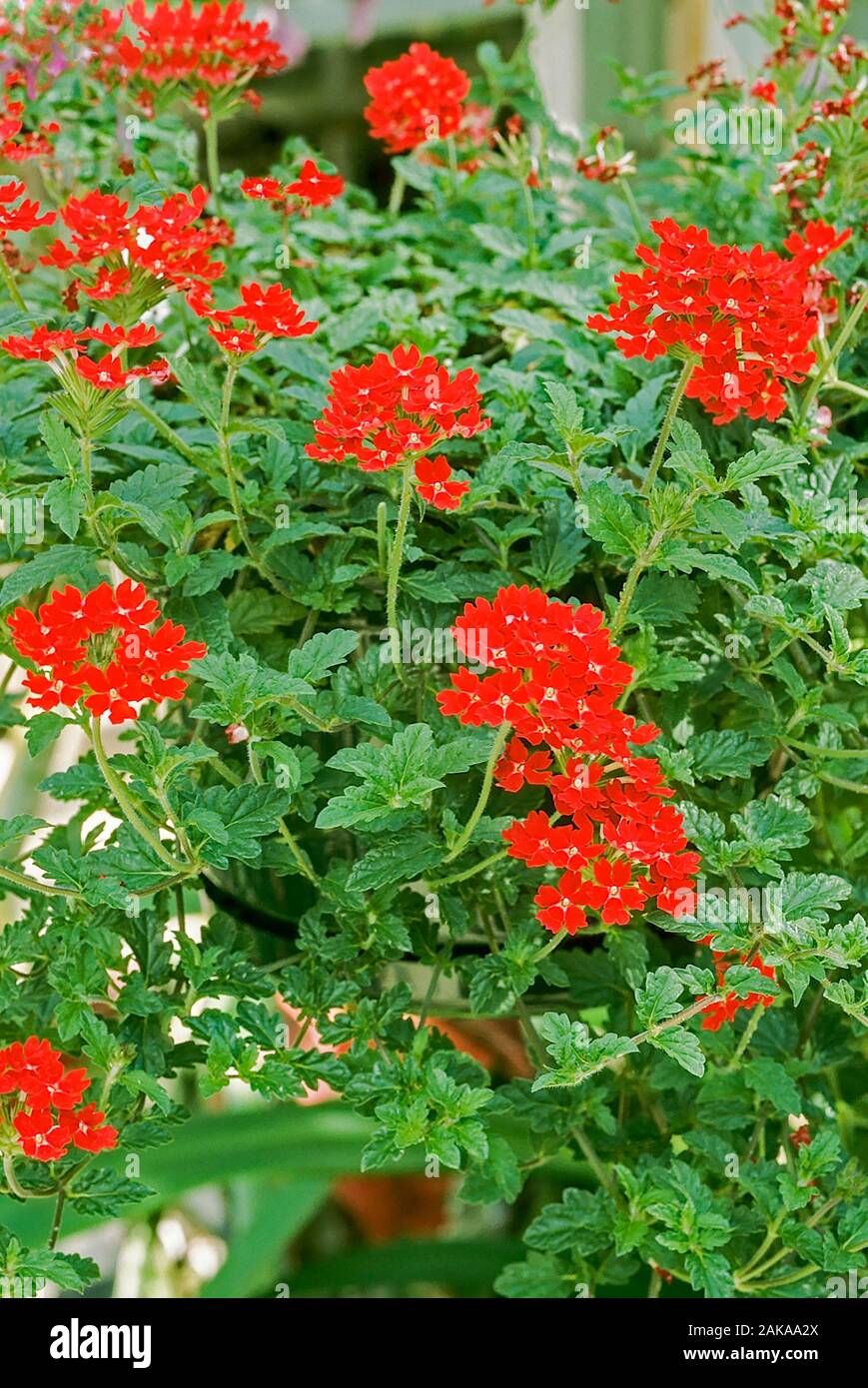 Verbena Red Cascade in herbaceous flower border. A summer flowering mat ...