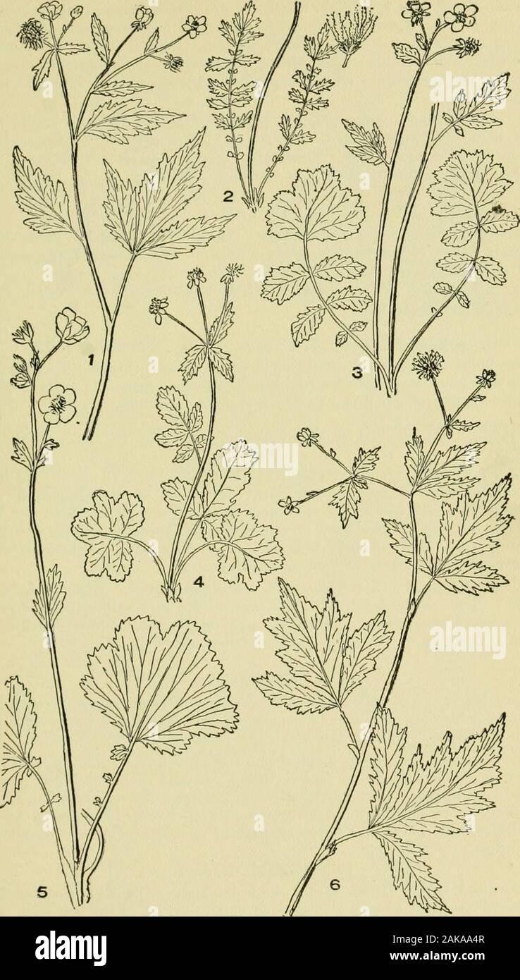 Broad basal leaf hi-res stock photography and images - Alamy