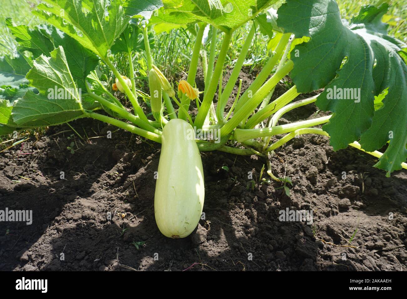 Two fresh zucchini close hi-res stock photography and images - Alamy