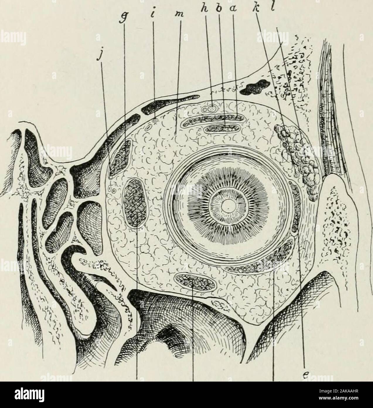 The American encyclopedia and dictionary of ophthalmology Edited by ...