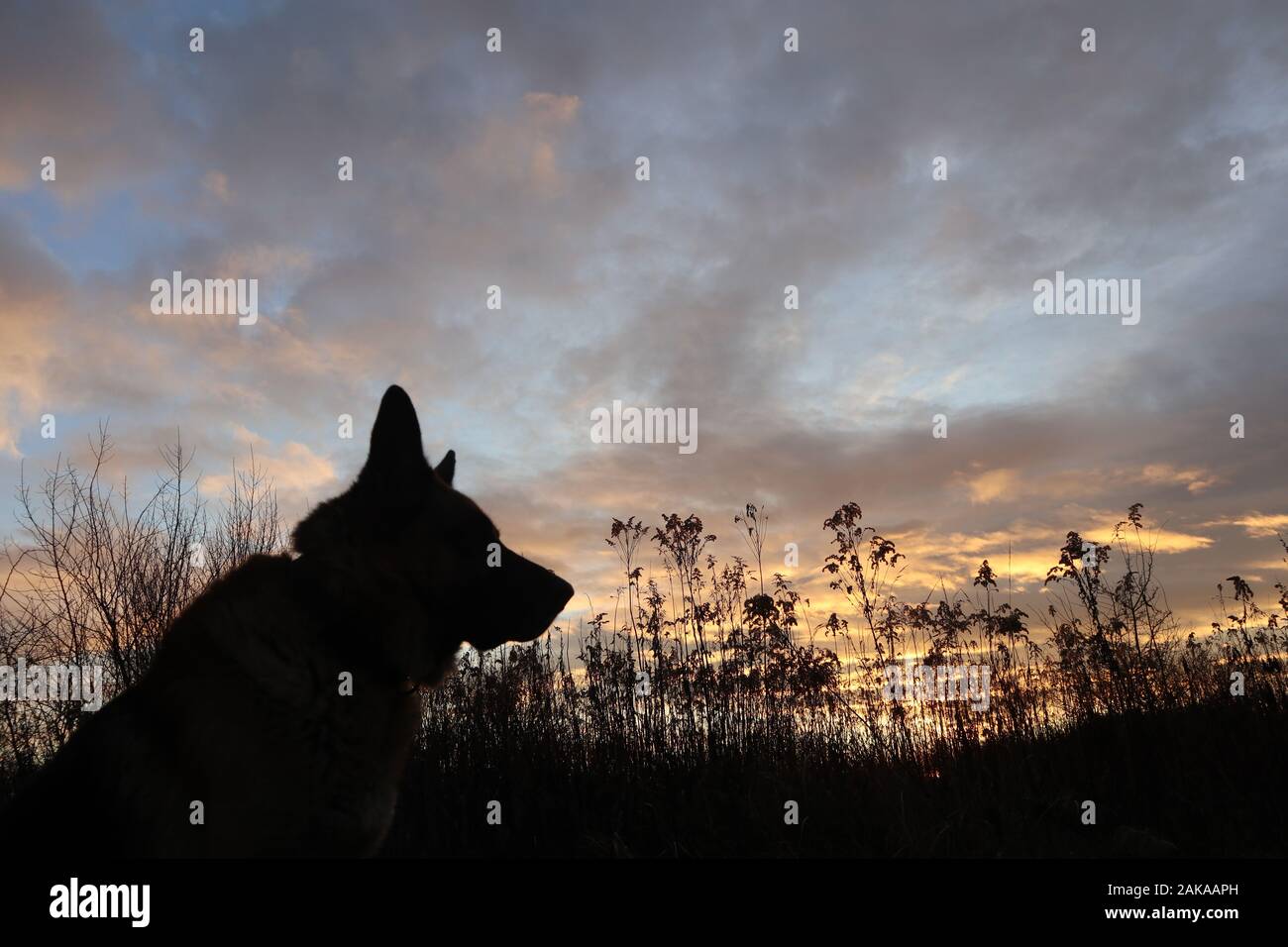 Amazing shot of a dog german shepherd shadow and beautiful sky contrast ...