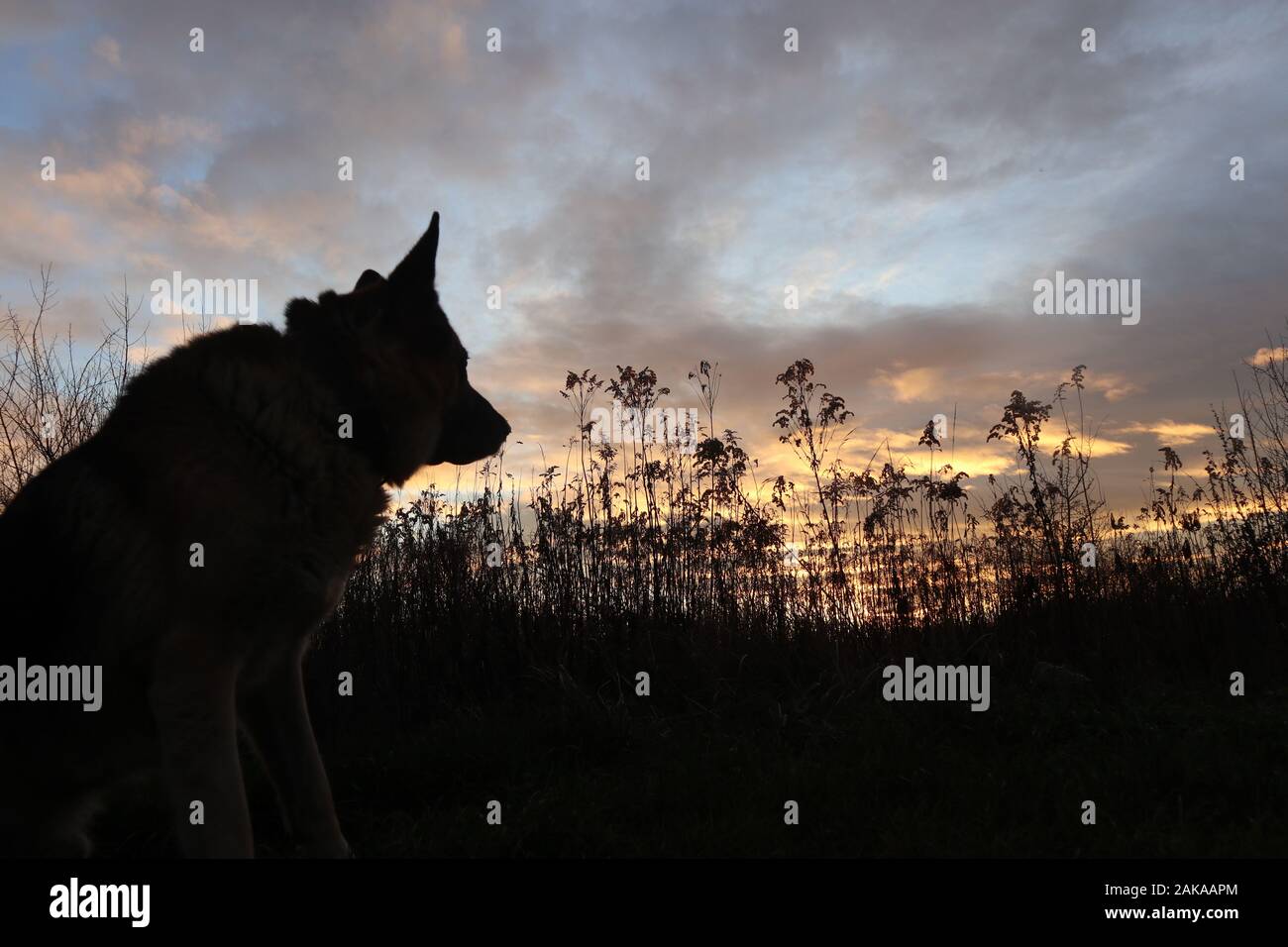 Amazing shot of a dog german shepherd shadow and beautiful sky contrast ...