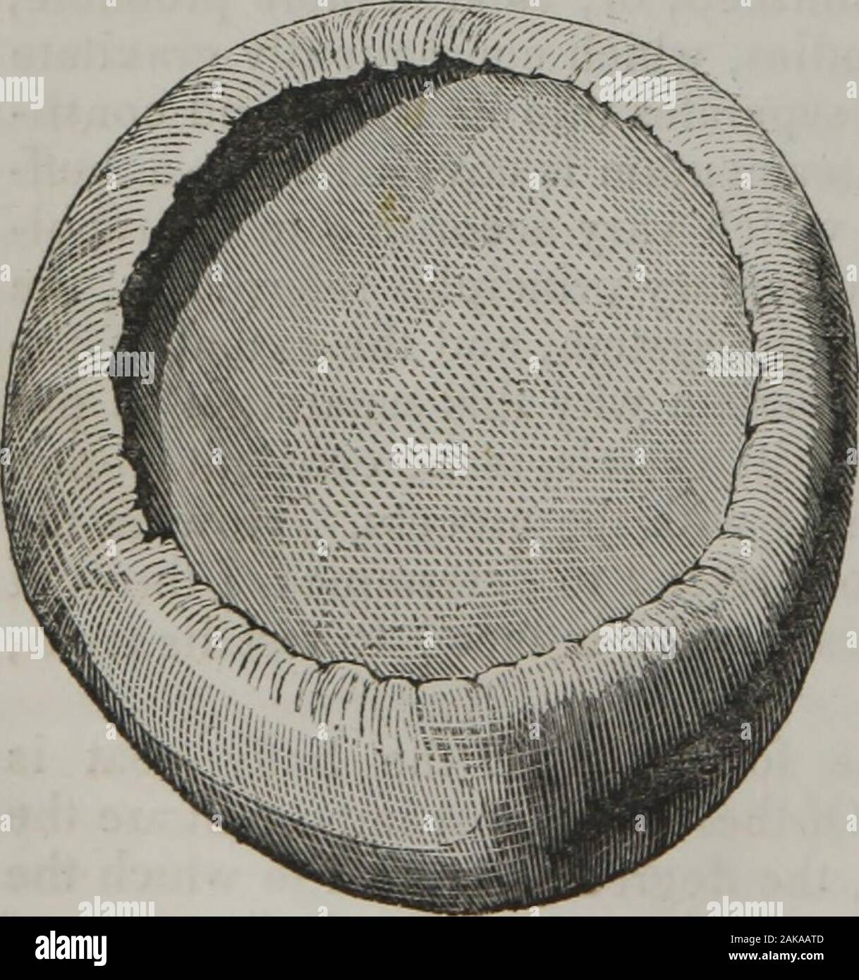 Buffed out hi-res stock photography and images - Alamy