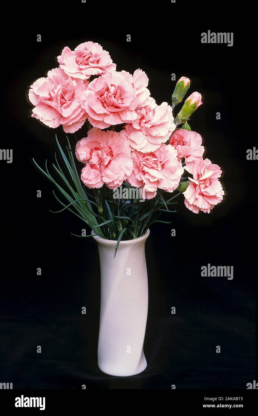 Bunch of carnations hi-res stock photography and images - Alamy