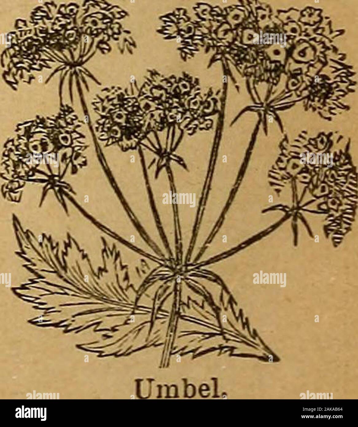 Umbles hi-res stock photography and images - Alamy