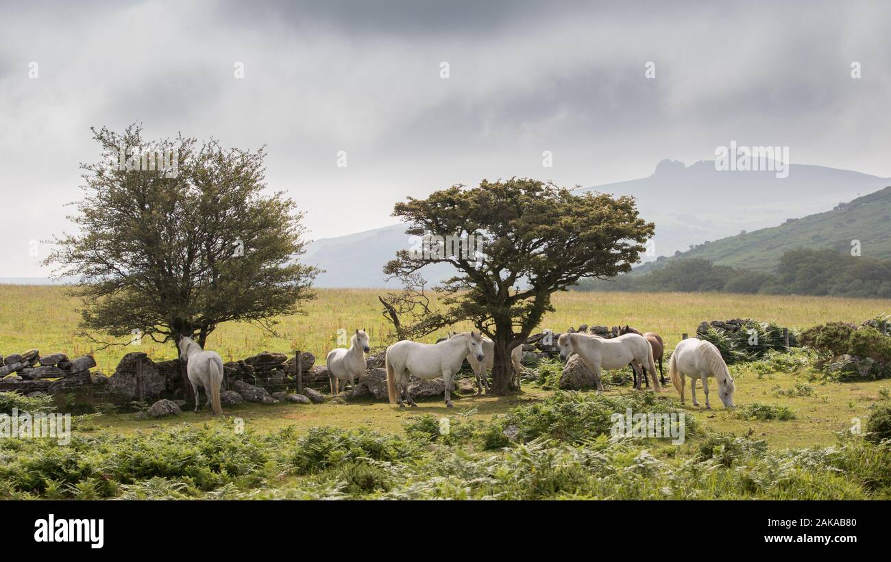 Dartmoor pony mares hi-res stock photography and images - Alamy