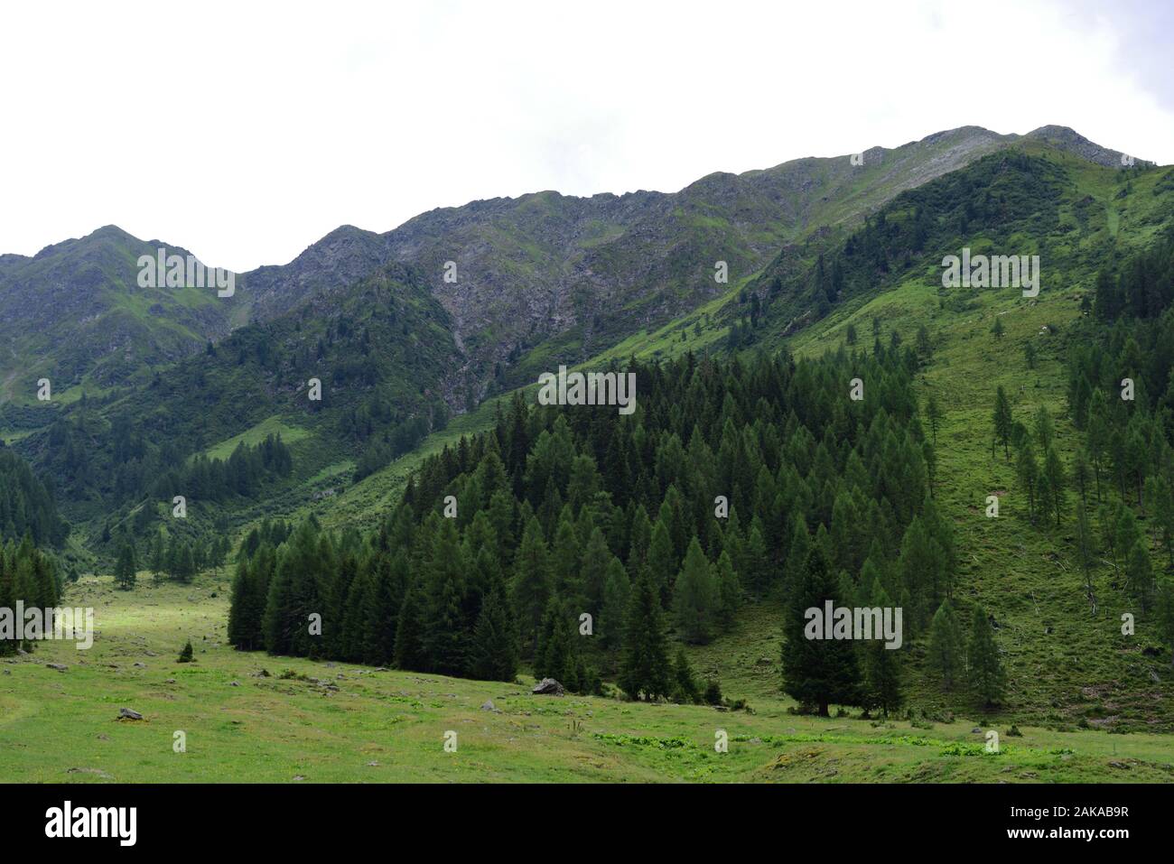Austrian valley with green meadows and woods Stock Photo - Alamy