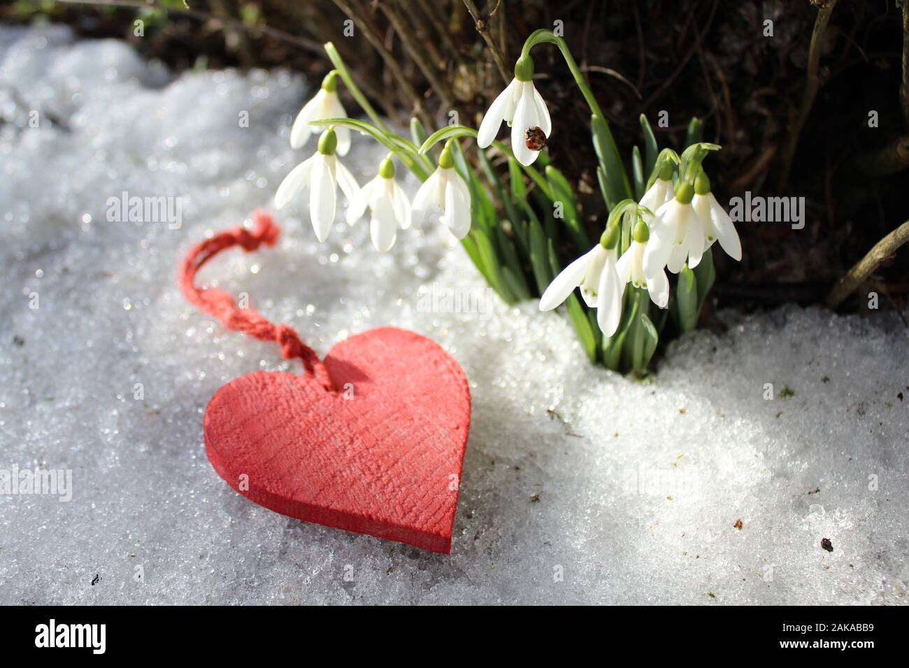 Heart of snowdrops hi-res stock photography and images - Alamy