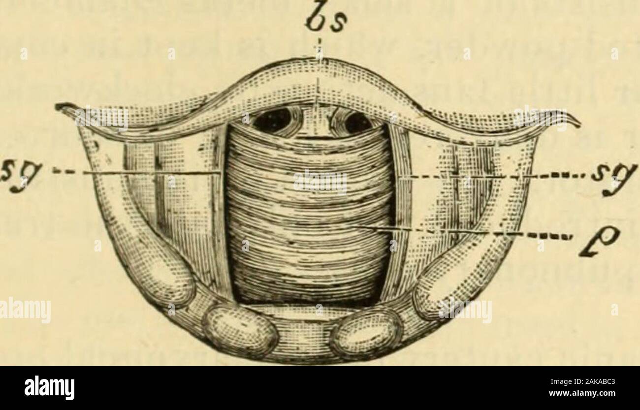 A manual of diseases of the throat and nose : including the pharynx ...