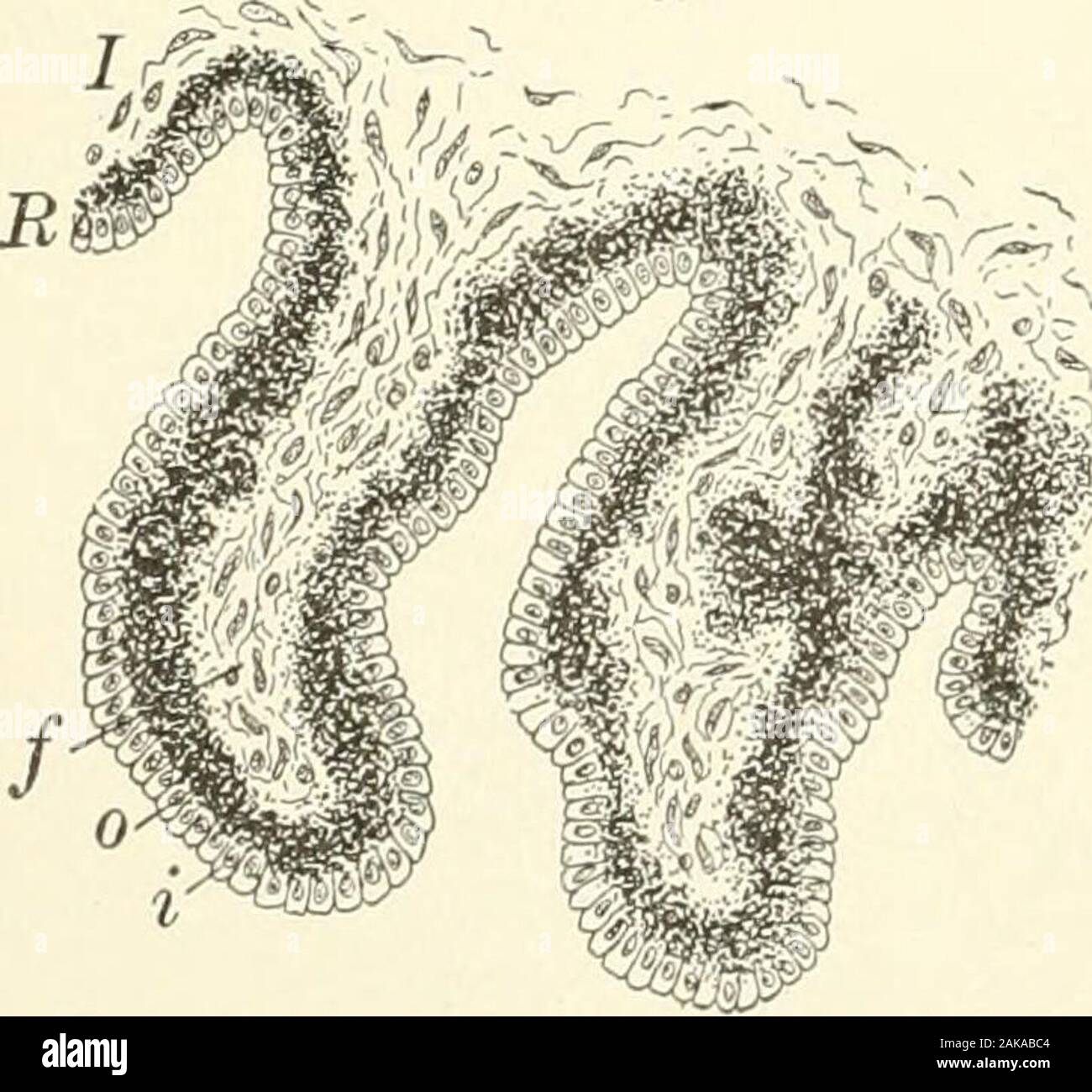 Ciliary Muscle Histology