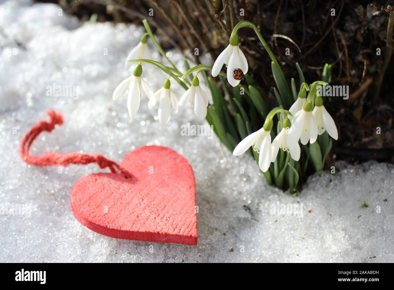 The picture shows snowdrops and a red heart Stock Photo - Alamy
