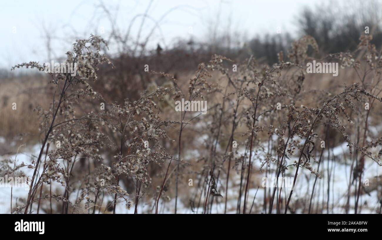 Amazing cold winter shots in the country field, beautiful snow and nice ...