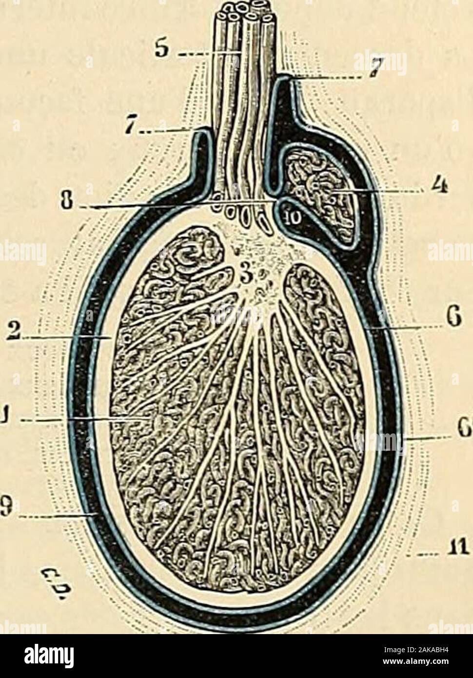 Testicule anatomie hi-res stock photography and images - Alamy
