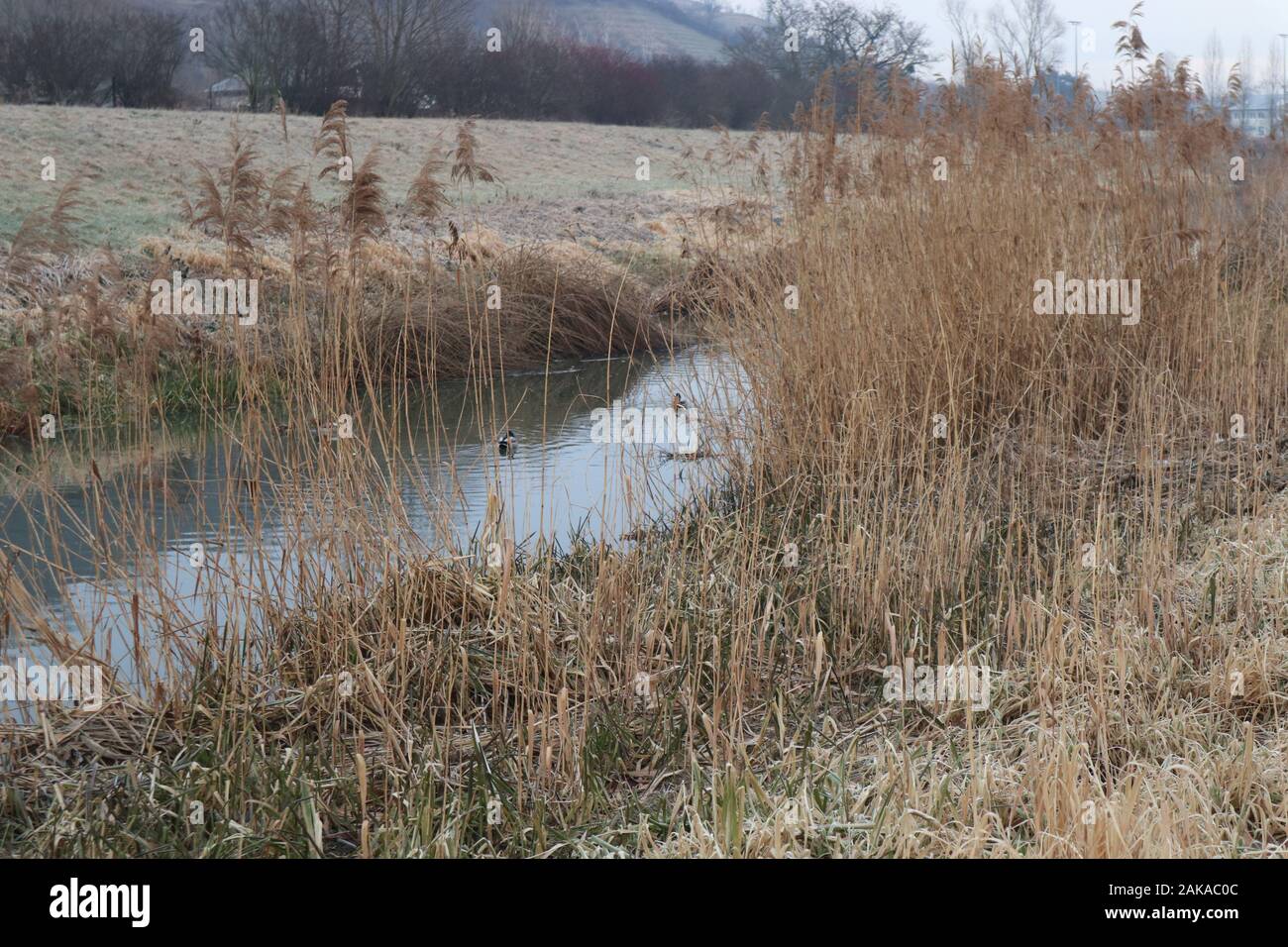 Beautiful day walk in the nature by the river reflection Stock Photo ...