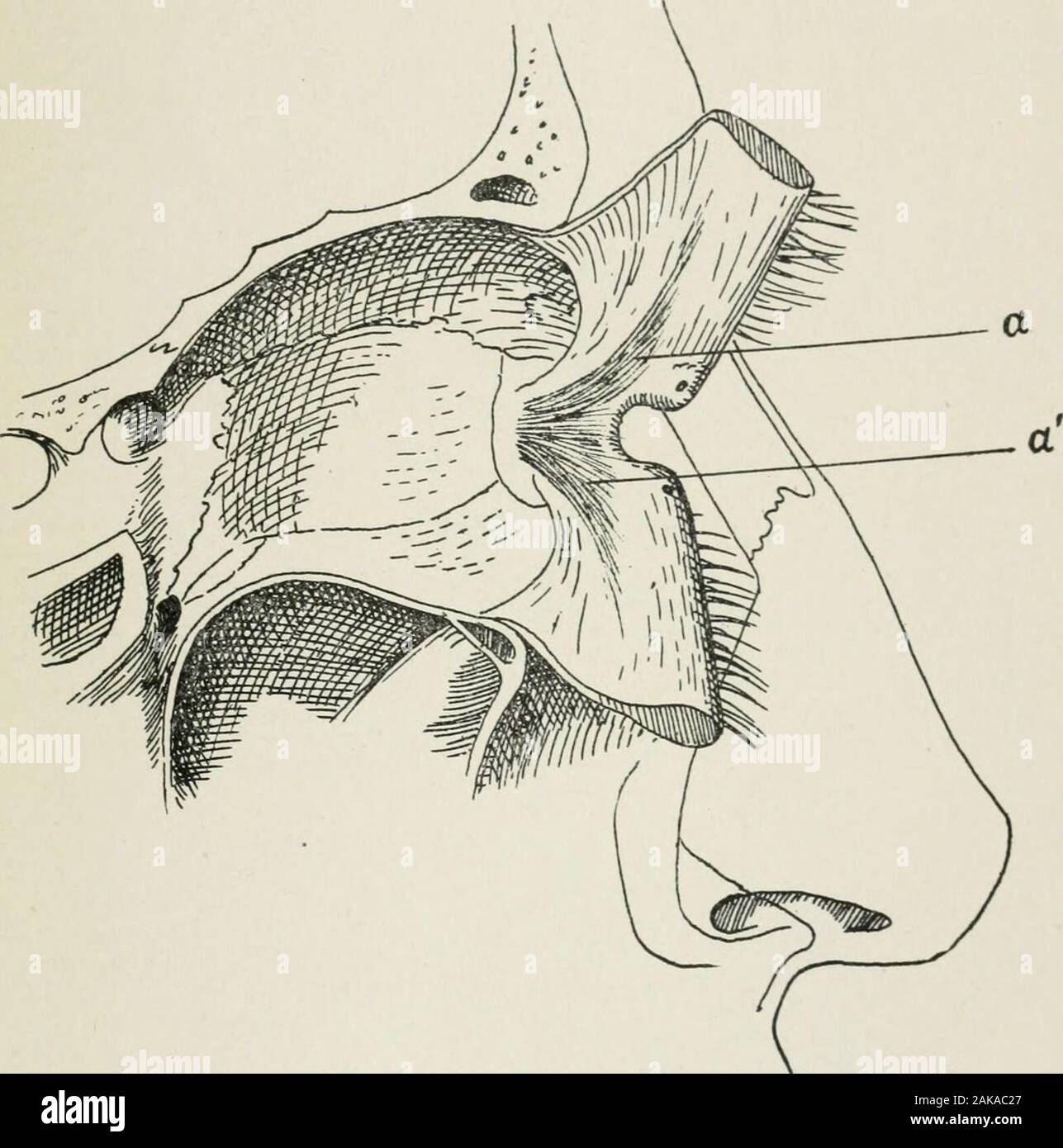 Superior turbinate hi-res stock photography and images - Alamy