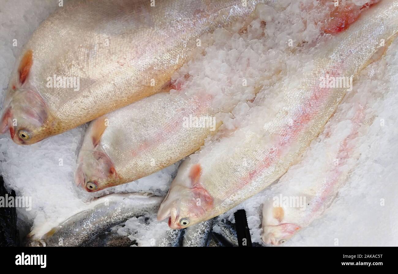 Fresh fish in ice crumb hi-res stock photography and images - Alamy