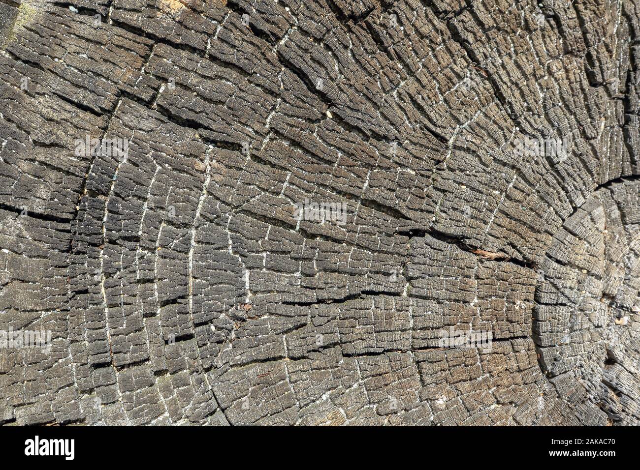 Texture of an old log, slice, background Stock Photo - Alamy