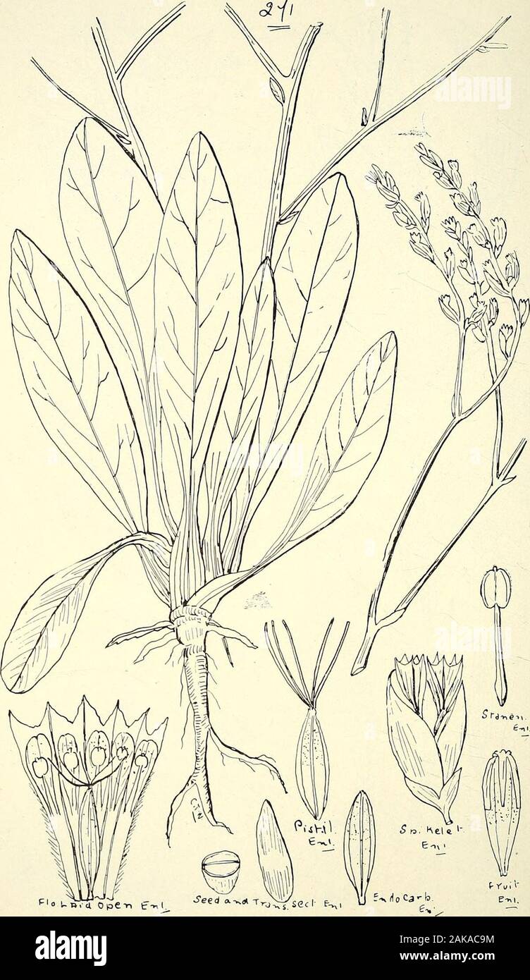 Leucopogon hi-res stock photography and images - Alamy