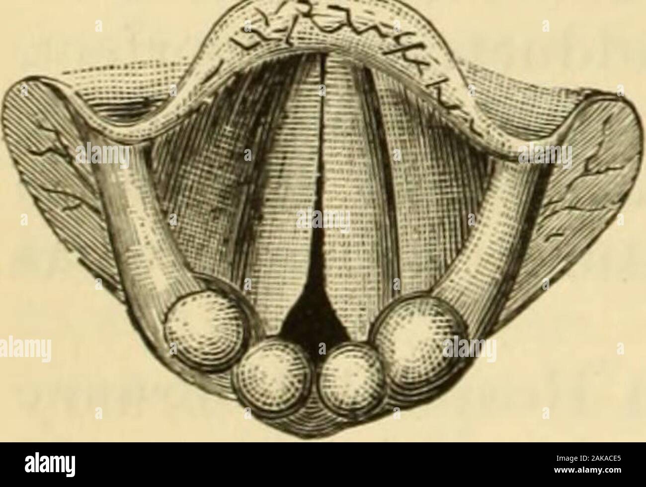 Naso pharynx hi-res stock photography and images - Alamy