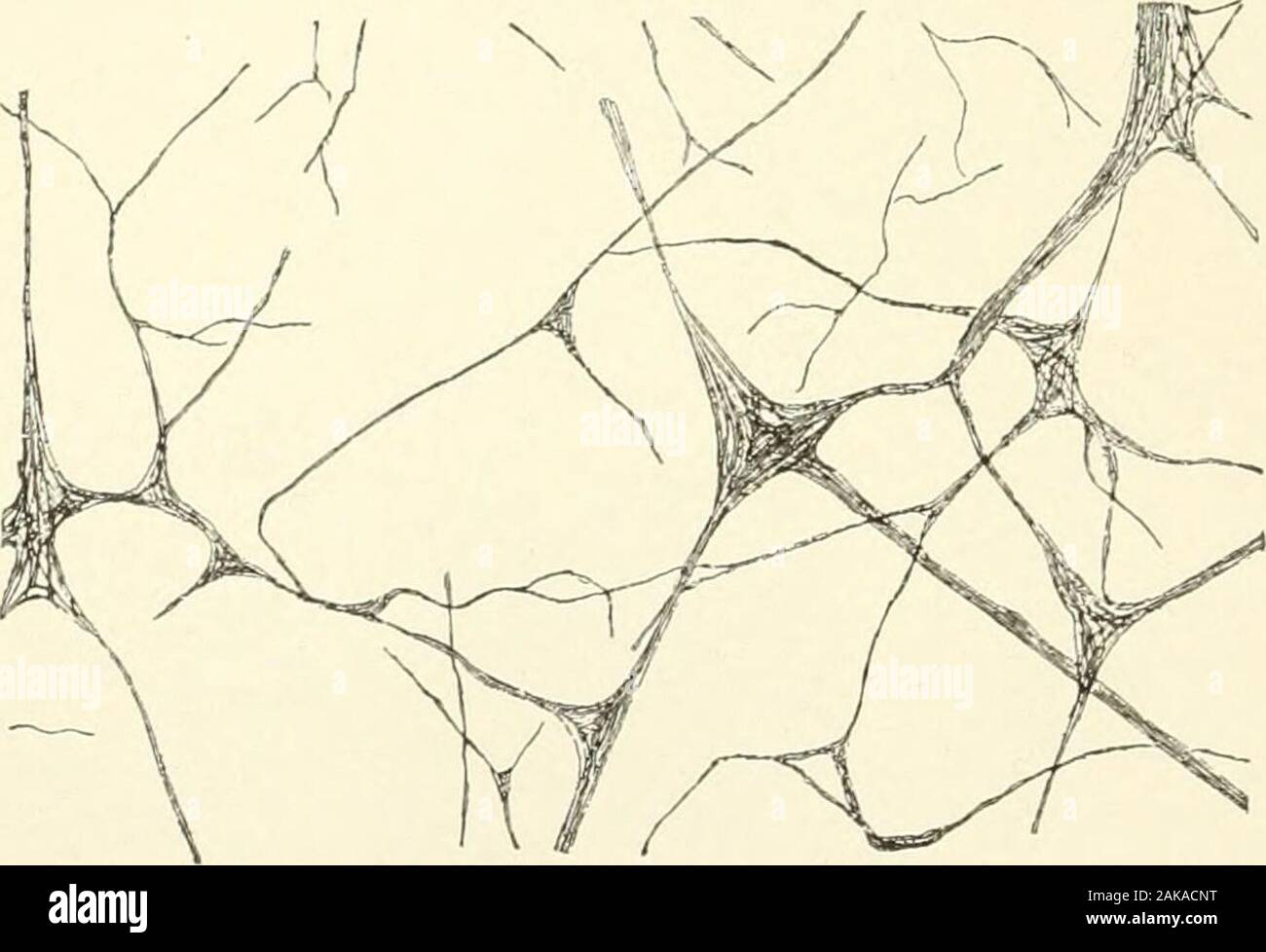 Radicles hi-res stock photography and images - Alamy