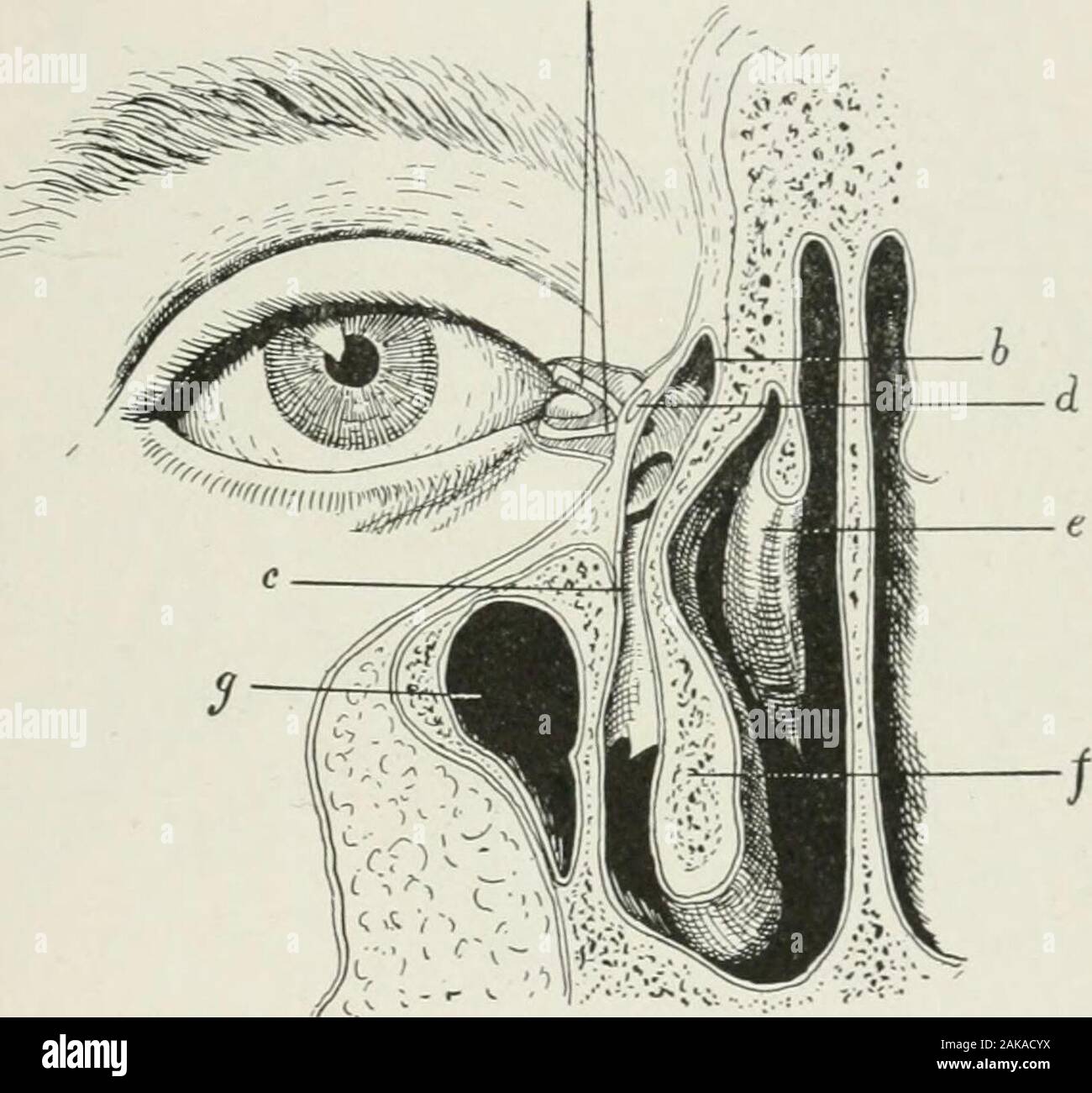 The American encyclopedia and dictionary of ophthalmology Edited by ...