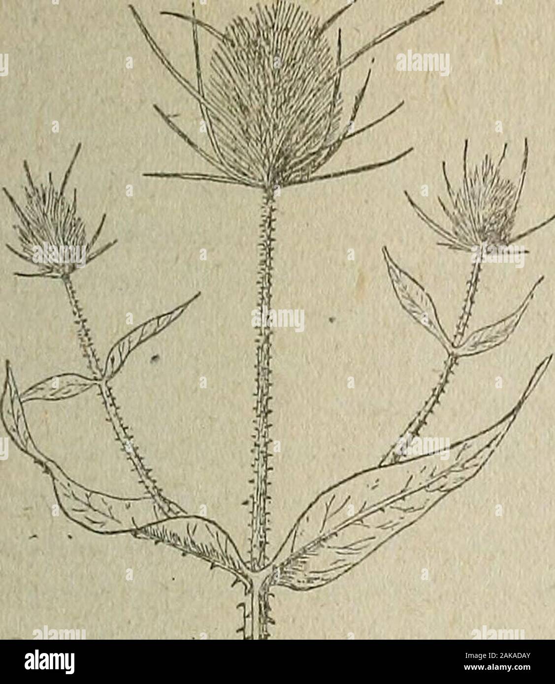 Hooked stems hi-res stock photography and images - Alamy