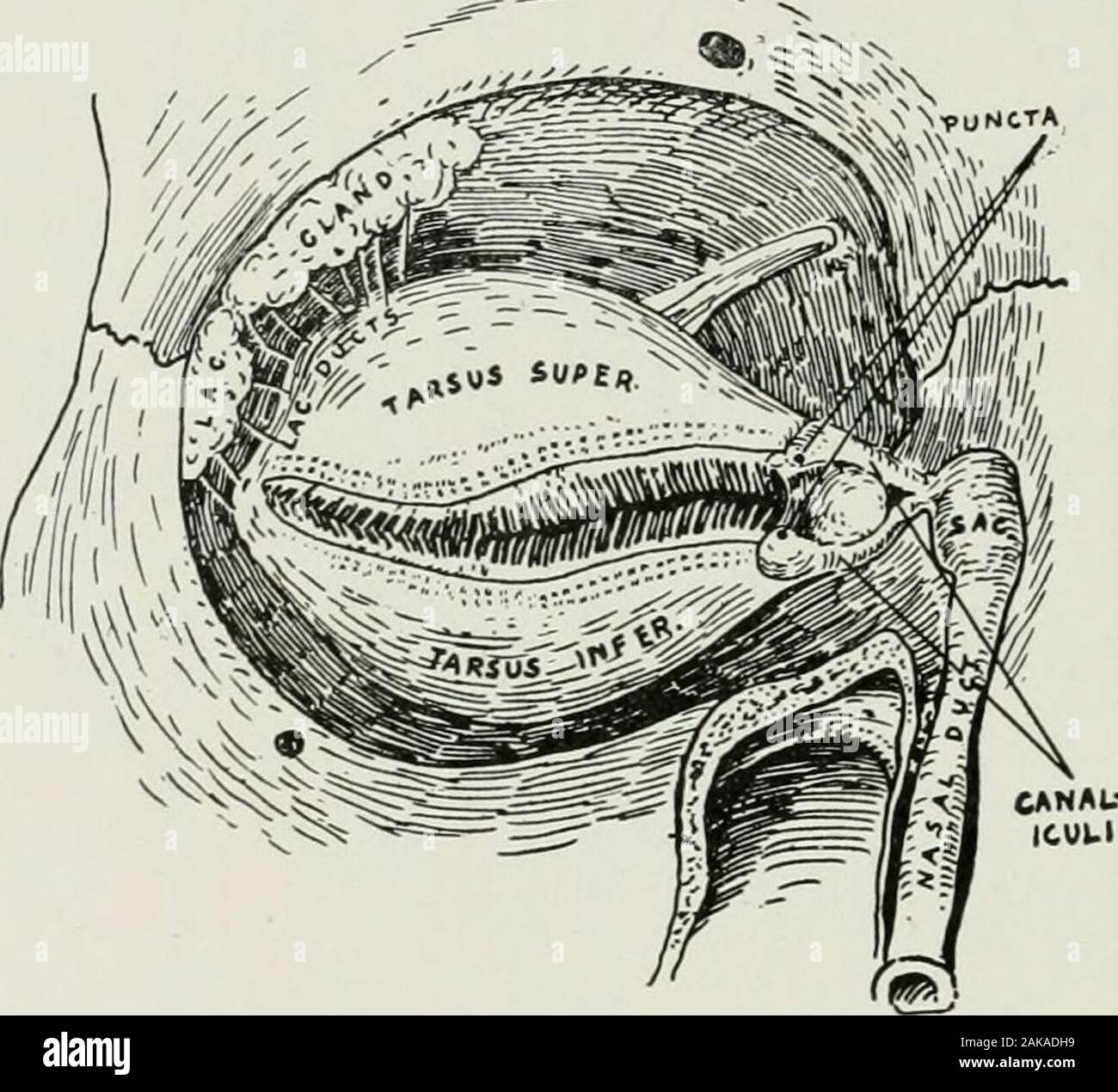 The American encyclopedia and dictionary of ophthalmology Edited by ...