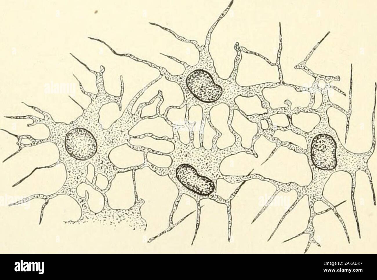 Textbook of normal histology: including an account of the development ...
