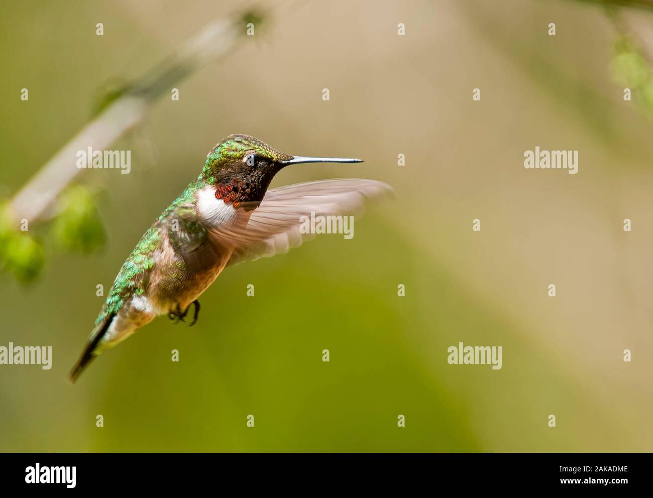Humming Bird Flying Stock Photo - Alamy