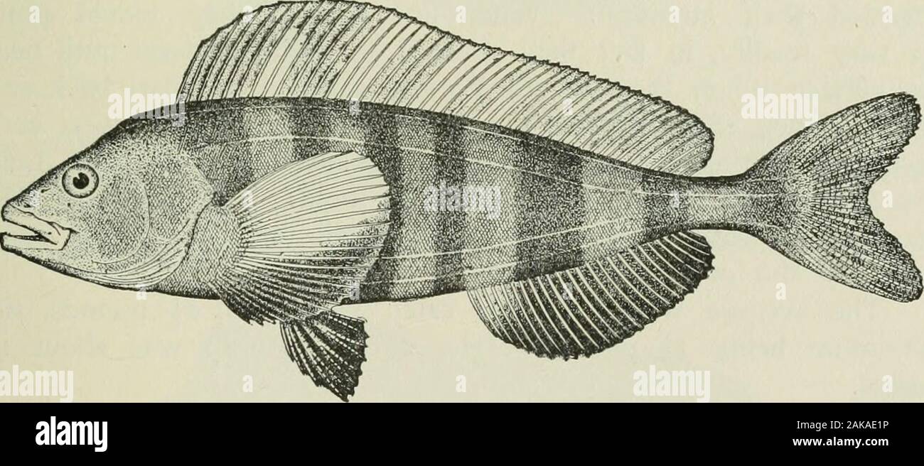 Cycloid scales hi-res stock photography and images - Alamy