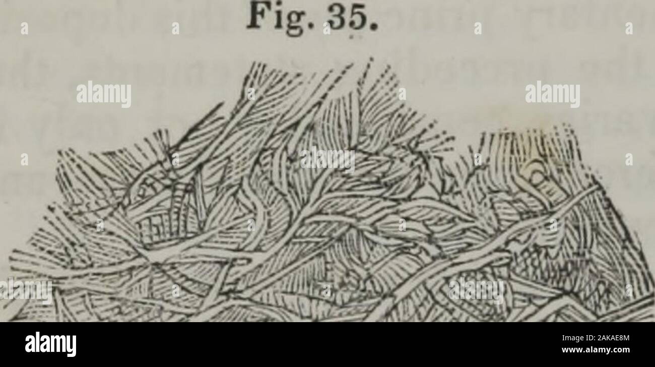 Mammary gland anatomy hi-res stock photography and images - Alamy