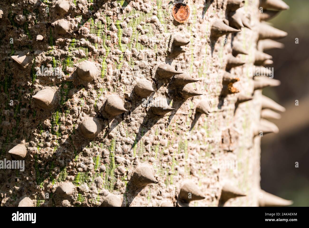 spinks on the trunk of the Bombax ceiba tree, known as red silk-cotton ...